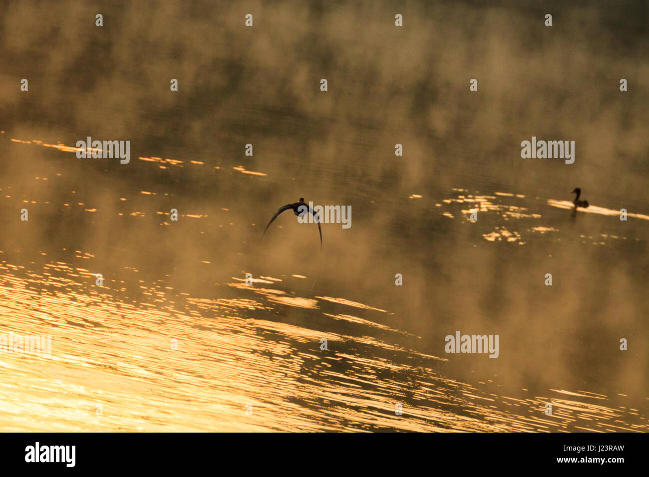 Fog above lake hi-res stock photography and images - Alamy