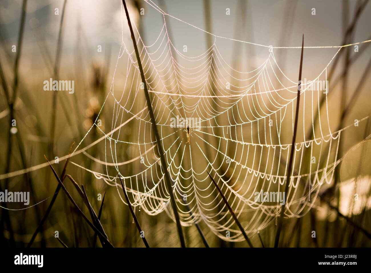 Spider's web on morning rays with water drops Stock Photo - Alamy