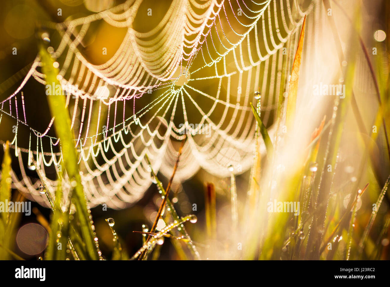 Spider's web on morning rays with water drops Stock Photo - Alamy