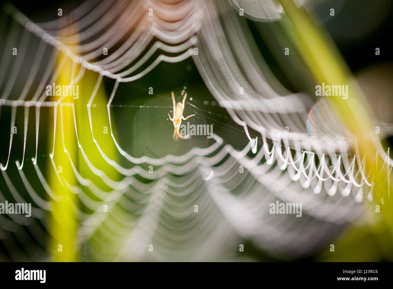 Spider's web on morning rays with water drops Stock Photo - Alamy