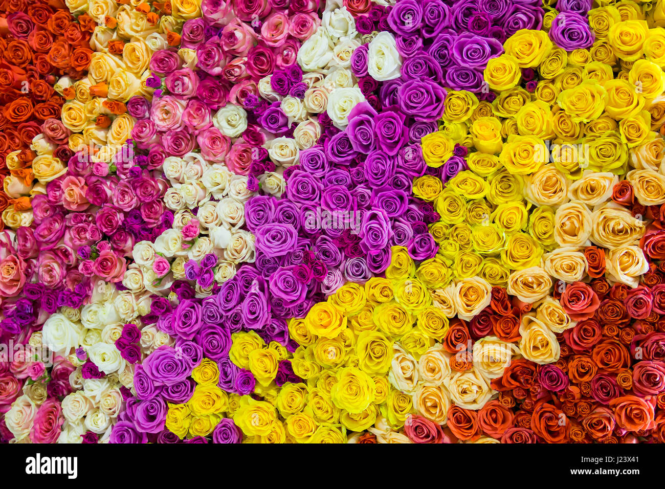 Multicolored roses flower background Stock Photo - Alamy