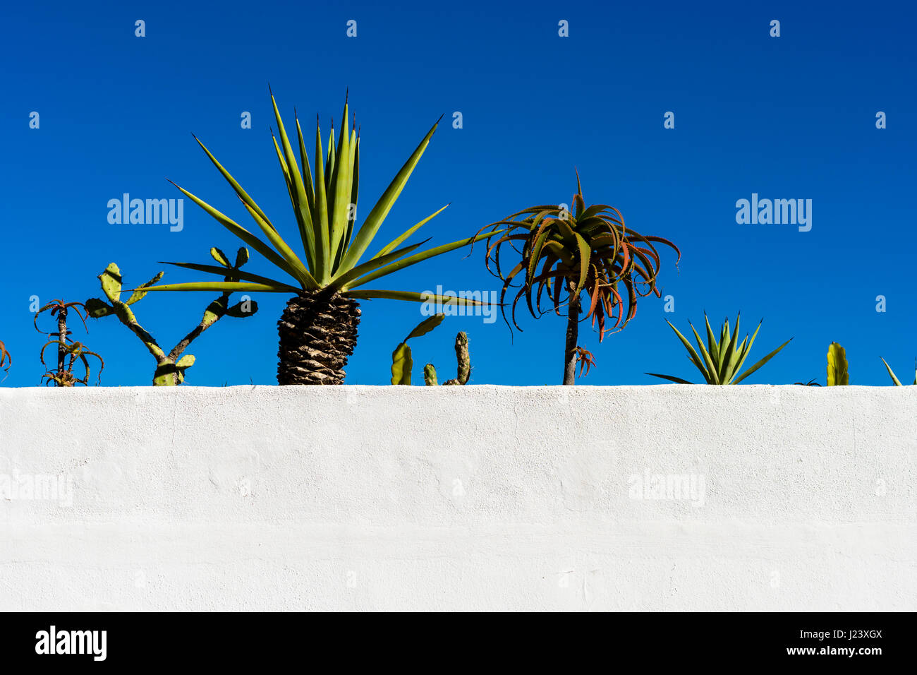 Mediterranean trees hi-res stock photography and images - Alamy