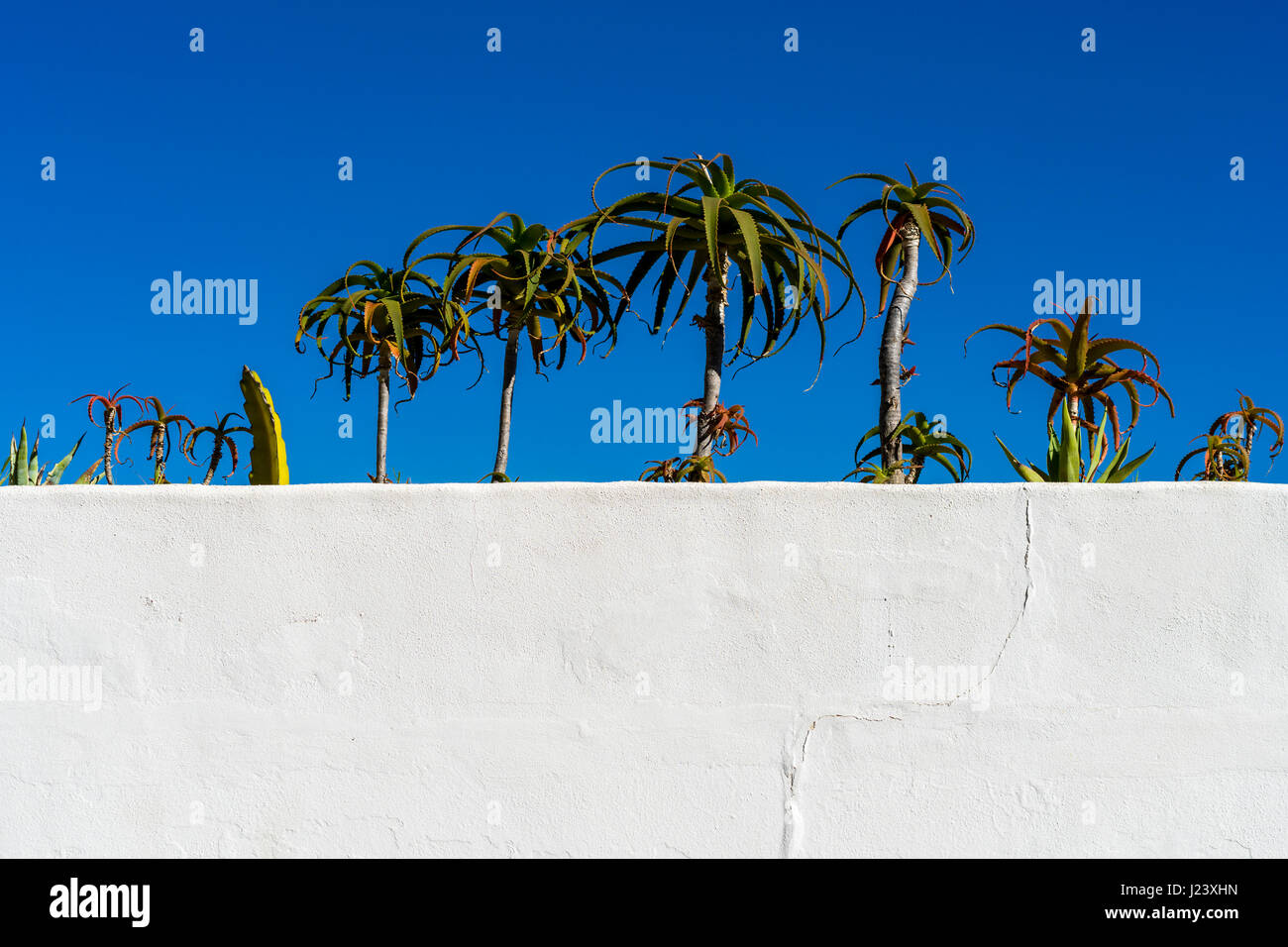 Mediterranean trees hi-res stock photography and images - Alamy