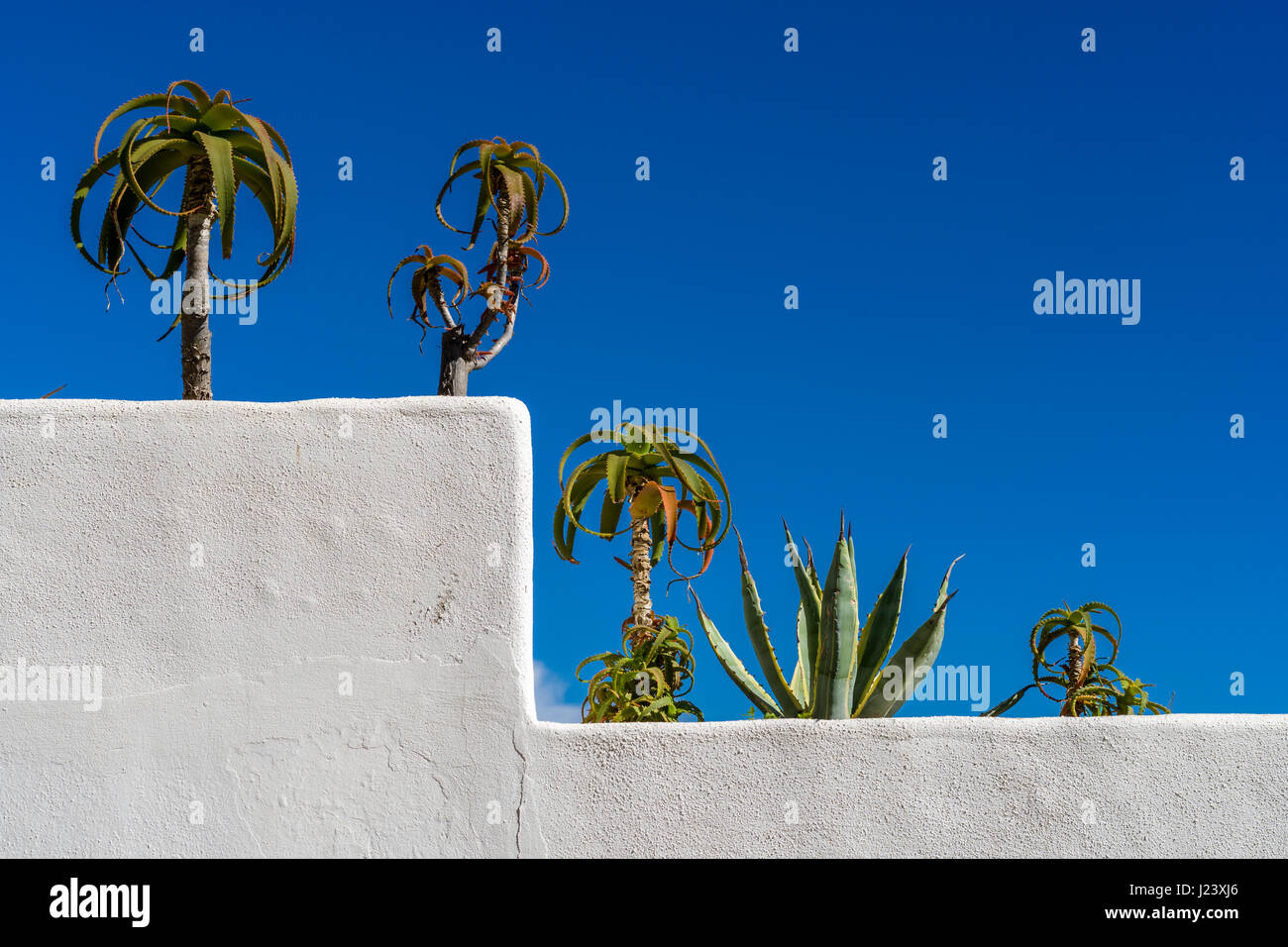 Mediterranean trees hi-res stock photography and images - Alamy