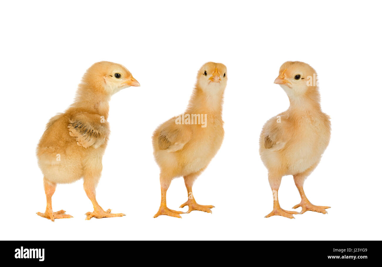 Three yellow chickens isolated on a white background Stock Photo - Alamy