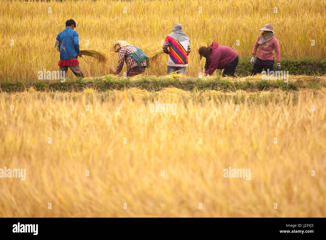 Group of Farmer are farming rice agriculture,selective focus Stock ...
