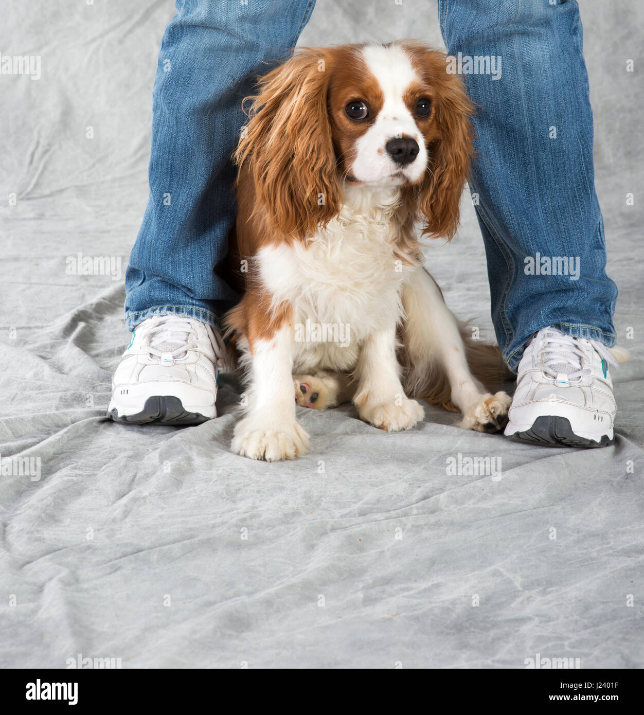 Cavalier King Charles Spaniel. Pet Portrait Photography Stock Photo - Alamy