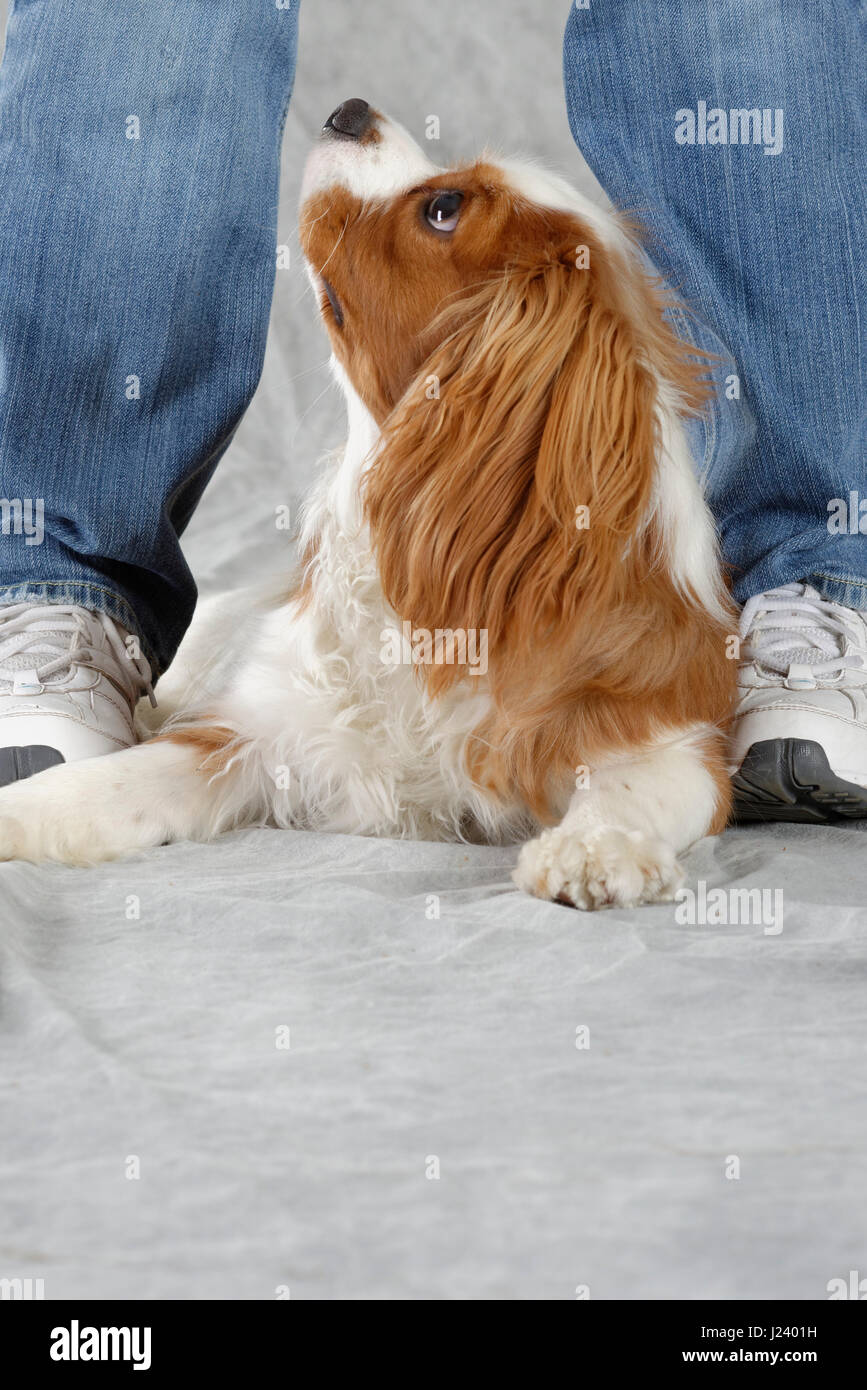 Cavalier King Charles Spaniel. Pet Portrait Photography Stock Photo - Alamy