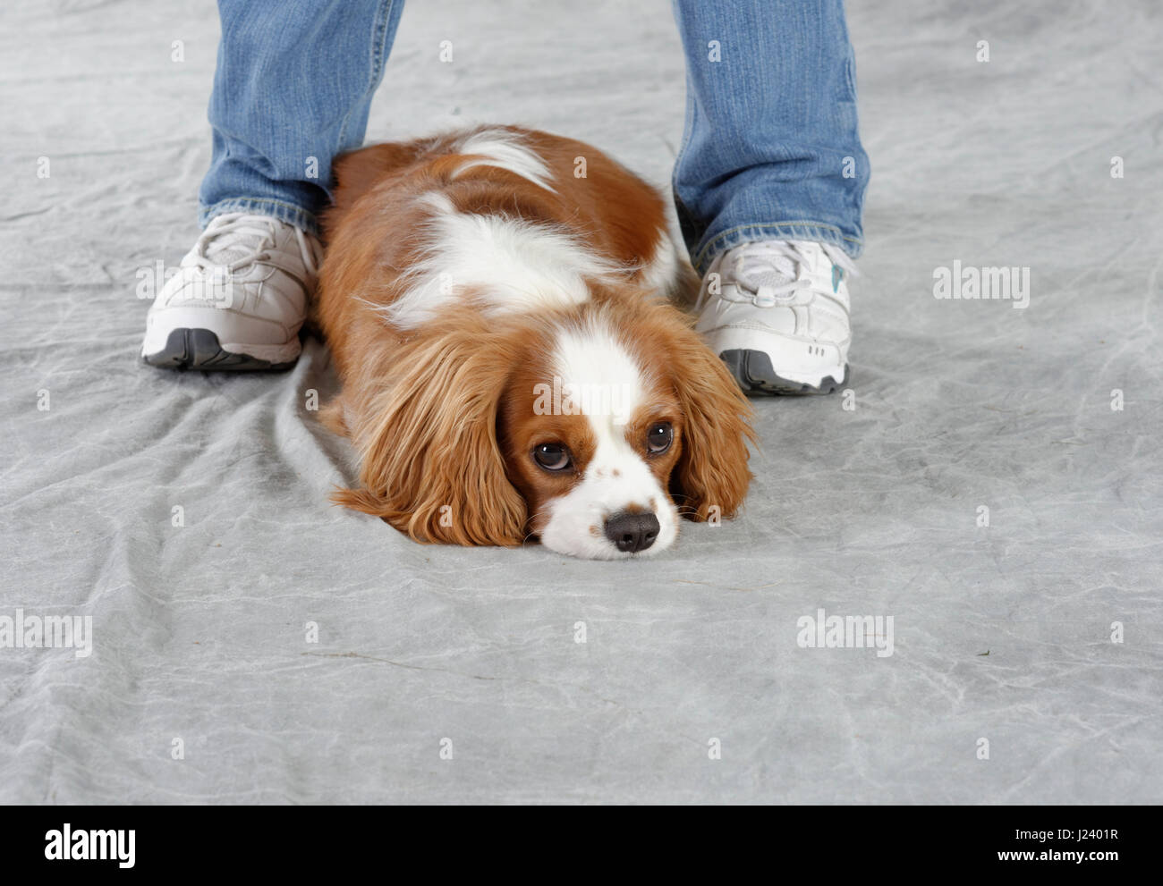 Cavalier King Charles Spaniel. Pet Portrait Photography Stock Photo - Alamy