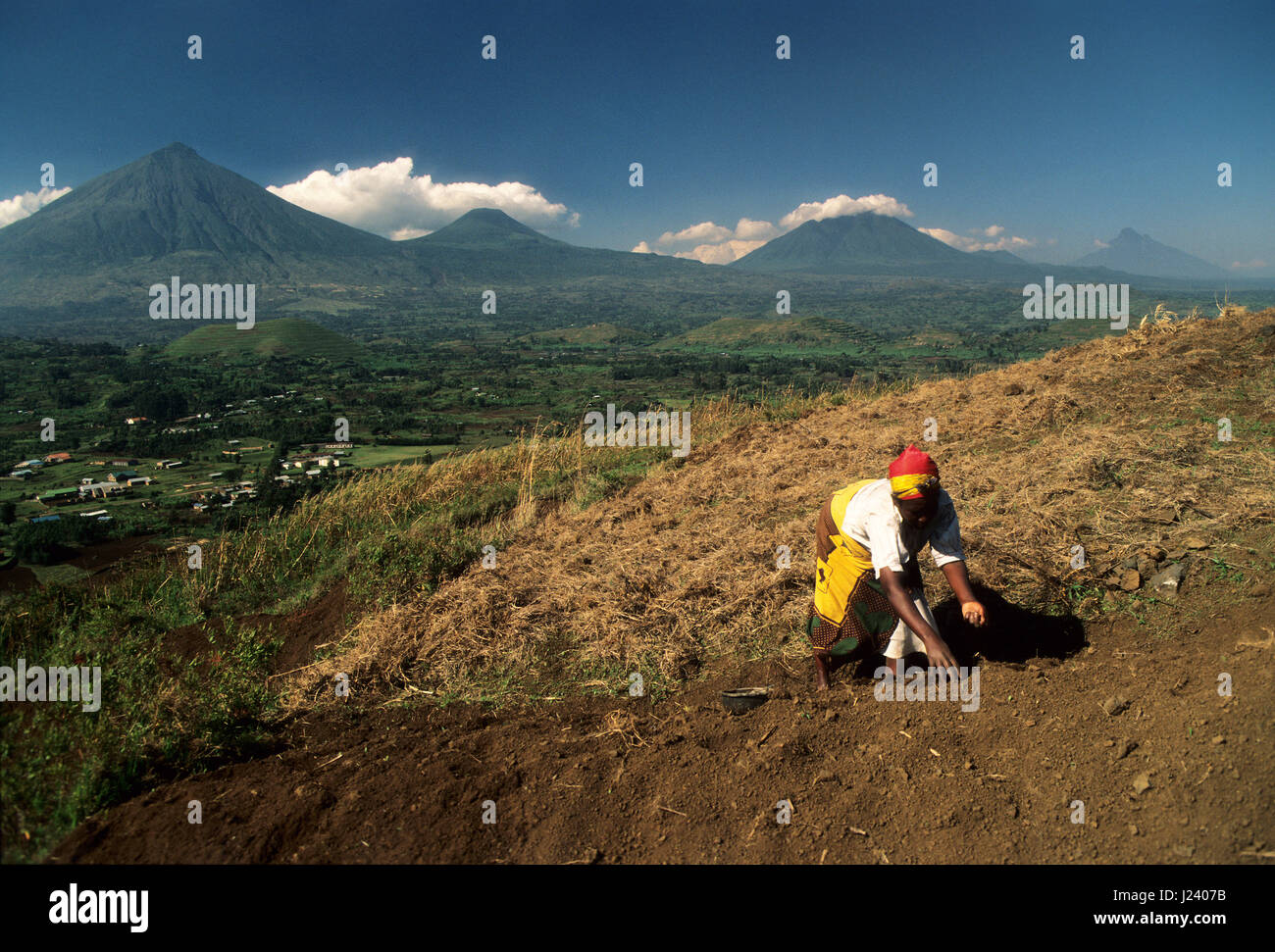 Woman working on the field at Kisoro town, Virungas volcanoes in ...