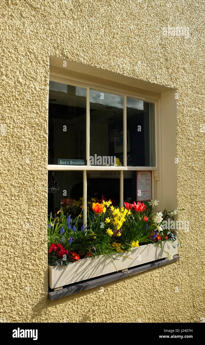 Window Box Display Flowers Blooming Springtime, Beaumaris, Wales Stock ... Window Box Display Flowers Blooming Springtime, Beaumaris, Wales Stock ...