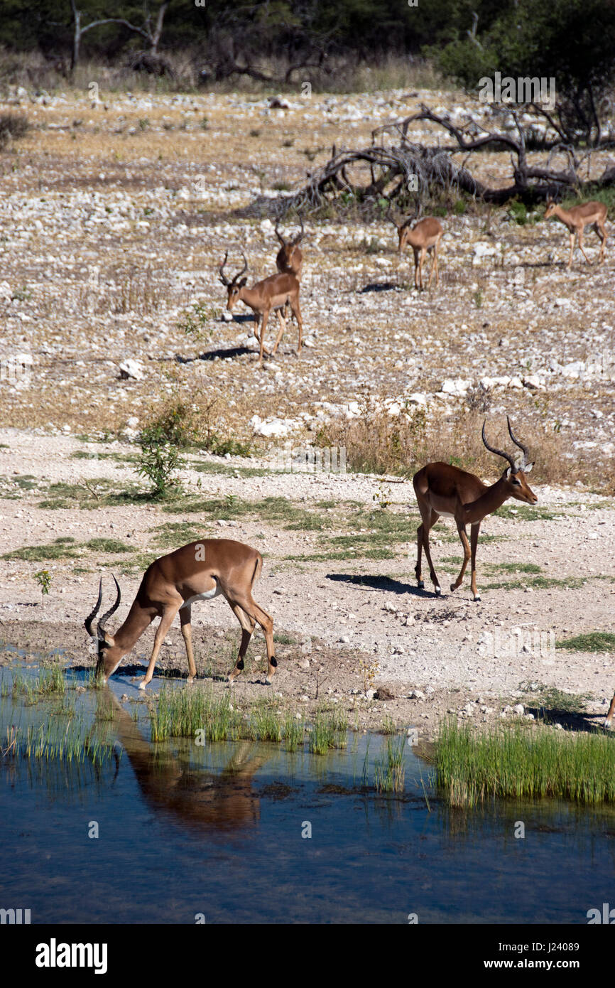 Camp impala hi-res stock photography and images - Alamy