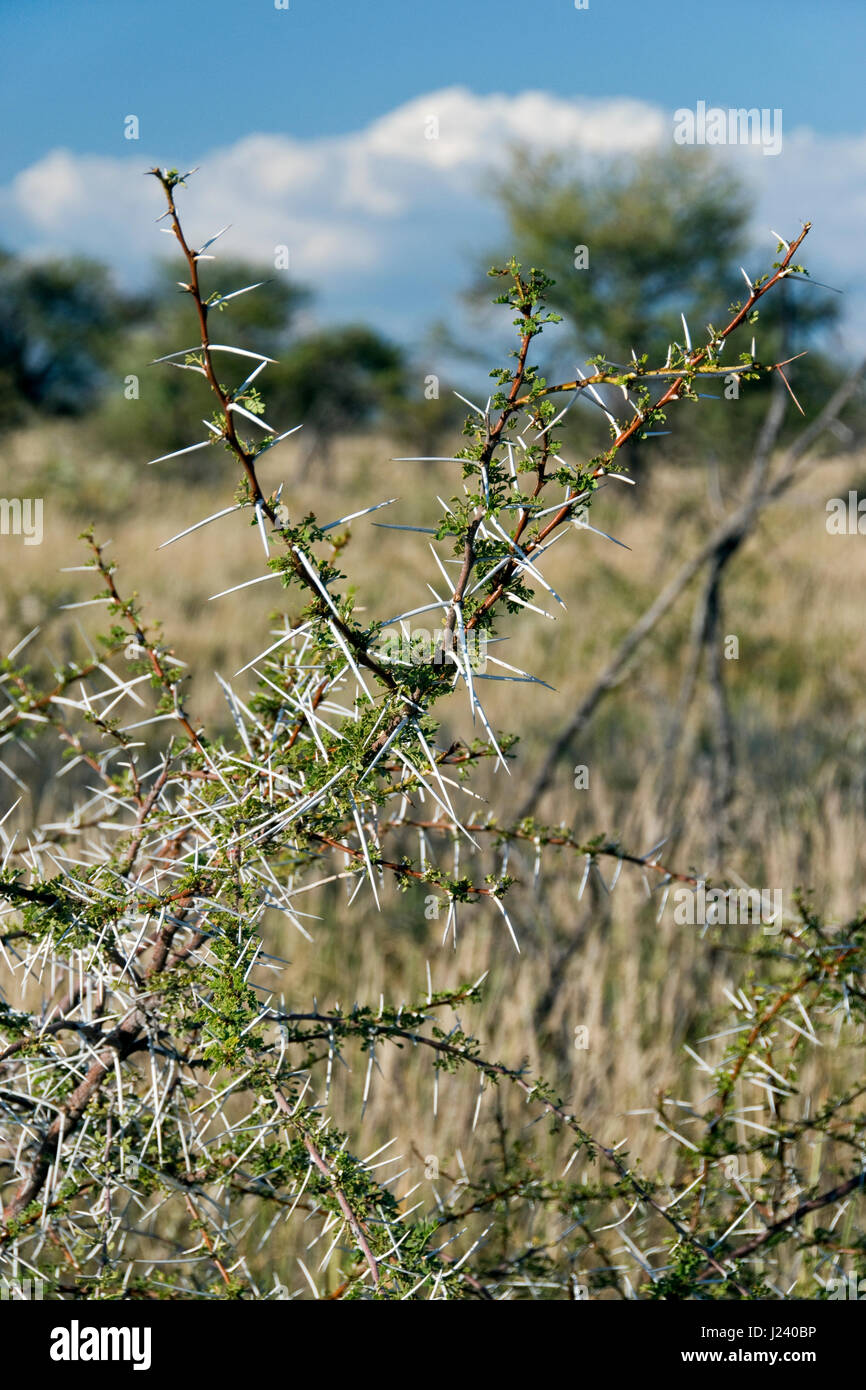 Long thorns grow on a plant in Etosha National Park, Namibia Stock ...