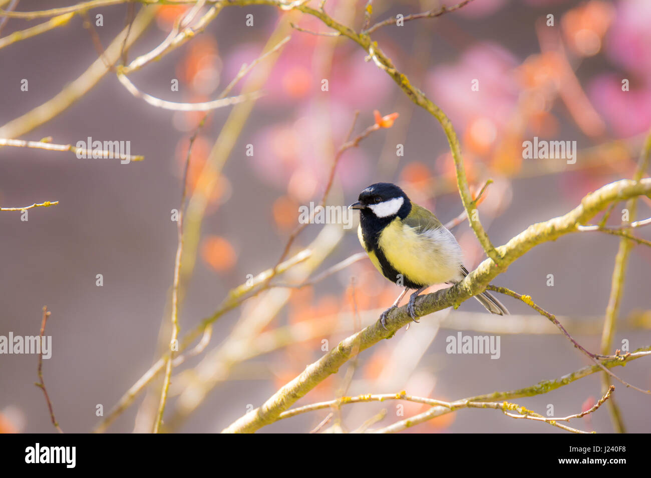 Great Tit bird (parus major) sitting on a tree branch Stock Photo - Alamy