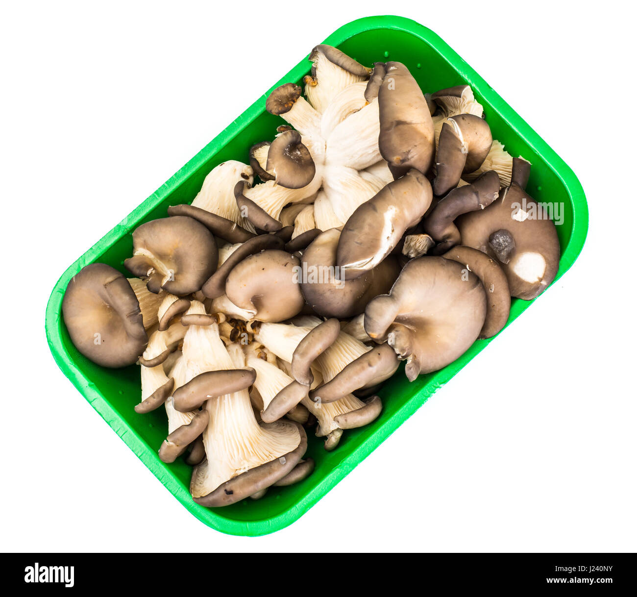 Oyster mushroom farm Cut Out Stock Images & Pictures - Alamy