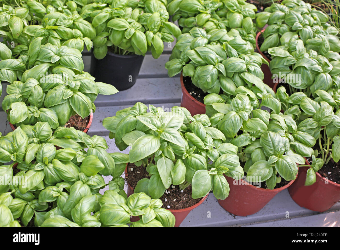 Many pots of fresh basil is the typical aromatic plant of Mediterranean ...