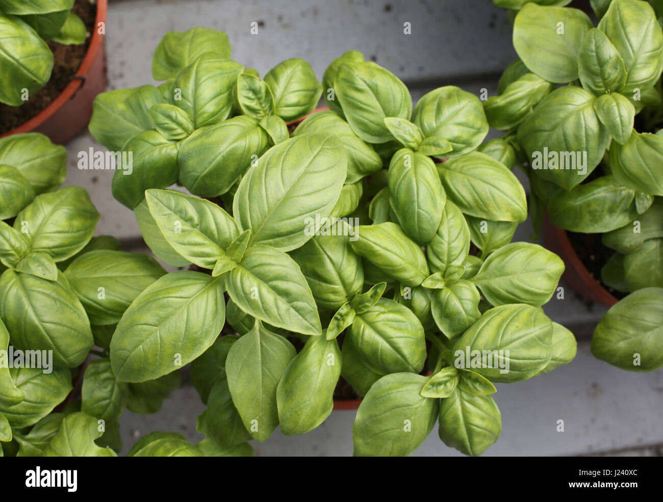 Many jars of fresh green basil leaves, the typical aromatic plant of ...