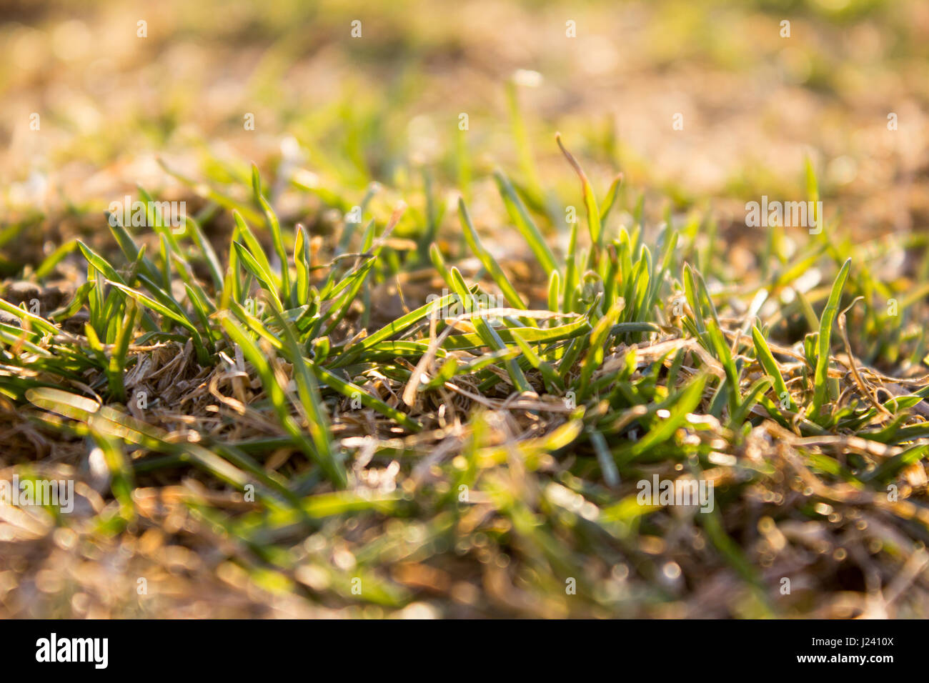 new grass among dead grass, taken in early spring Stock Photo - Alamy