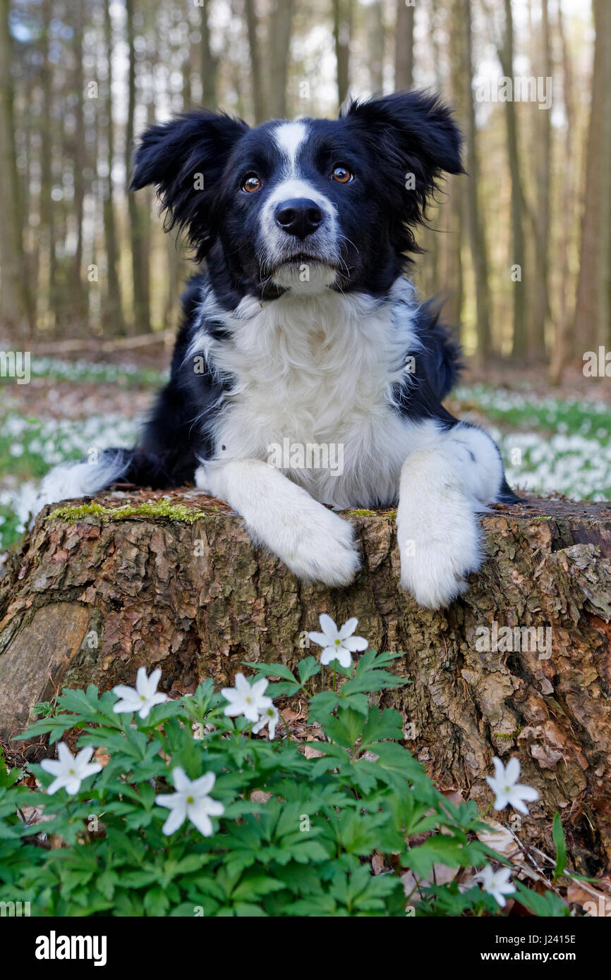 Border collie sitting in a forest, Schleswig Holstein, Germany, Europe ...