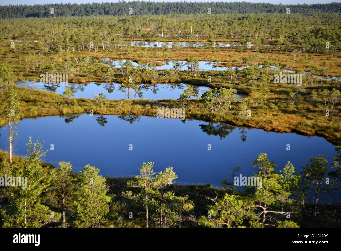 Marsh landscape with lakes, trees and a clear sky Stock Photo - Alamy