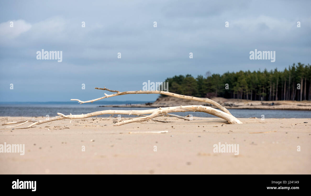 Landscape with dead tree in the beach sand Stock Photo - Alamy