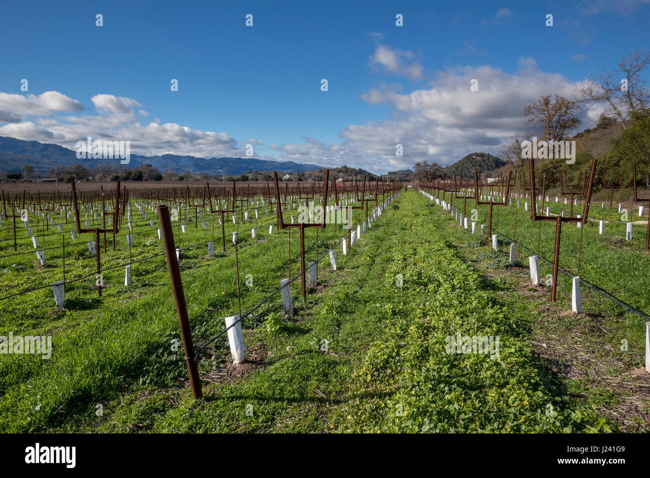 grapevines, grape vineyard, vineyard, west side, Silverado Trail ...