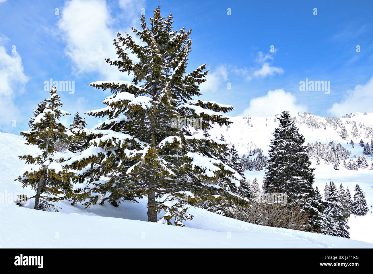 A forest of pine trees in a mountainous, alpine, winter setting Stock ...