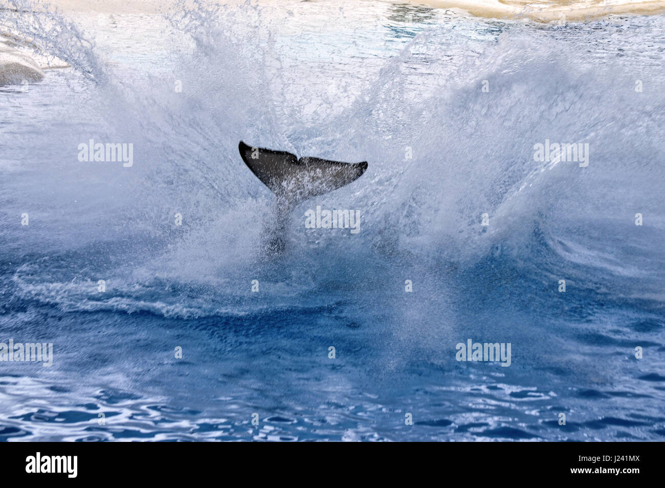 Splashing whale will move to the tail Stock Photo - Alamy