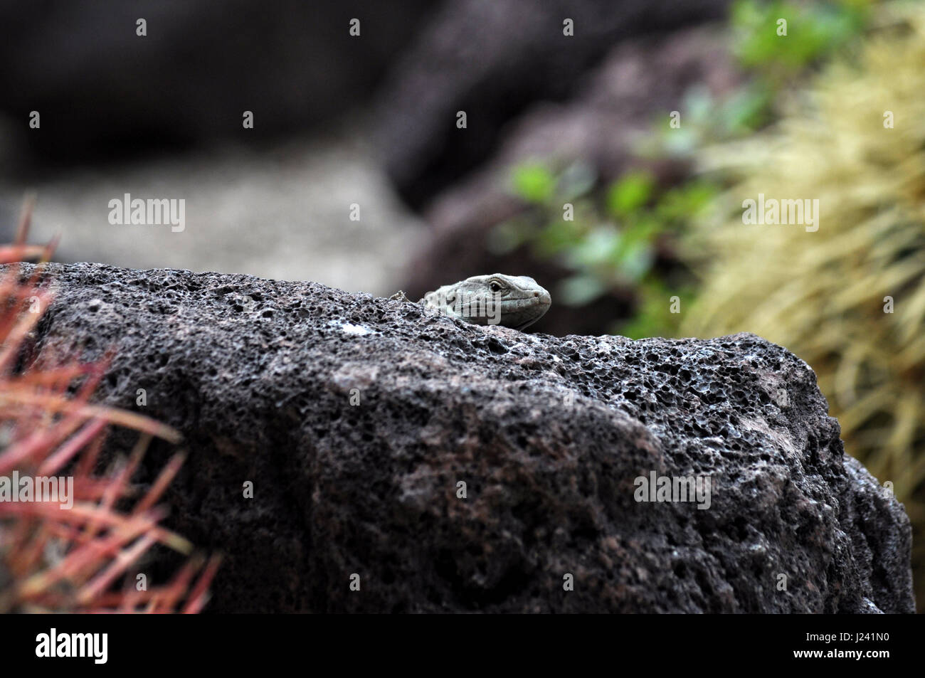 Lizard hiding behind a tree and watching the surroundings Stock Photo ...