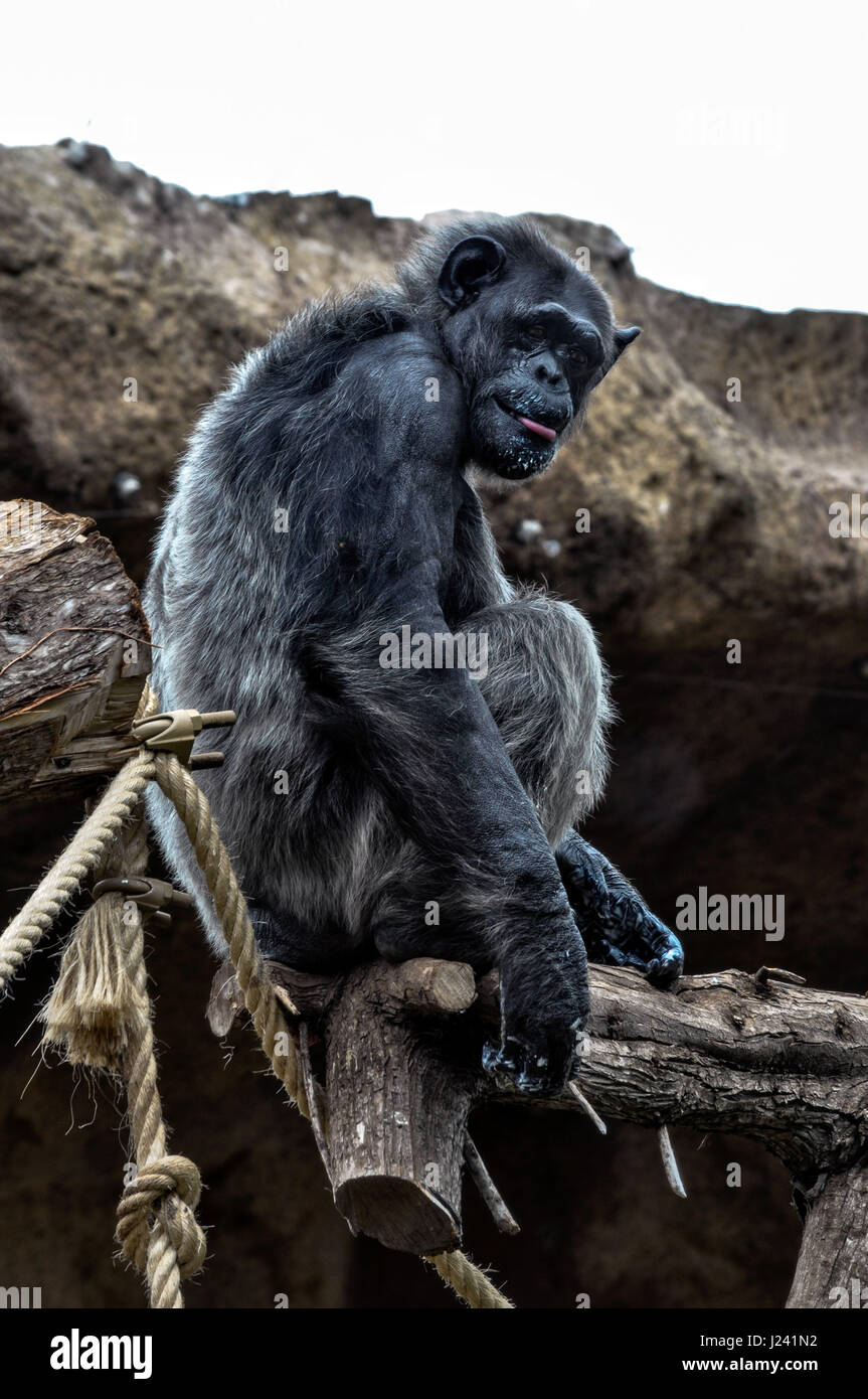Calm adult chimpanzee sitting on tree trunk in area, Loro Parque zoo ...