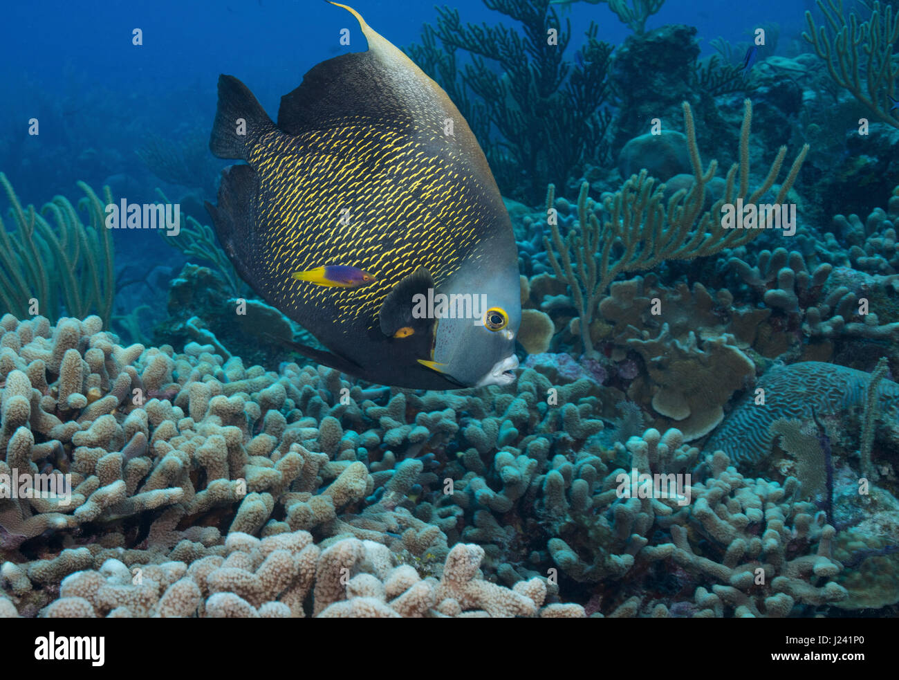 Juvenile french angelfish hi-res stock photography and images - Alamy