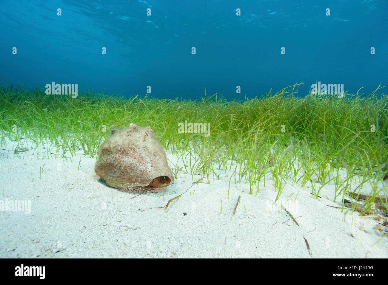 Conch on ocean floor Stock Photo - Alamy