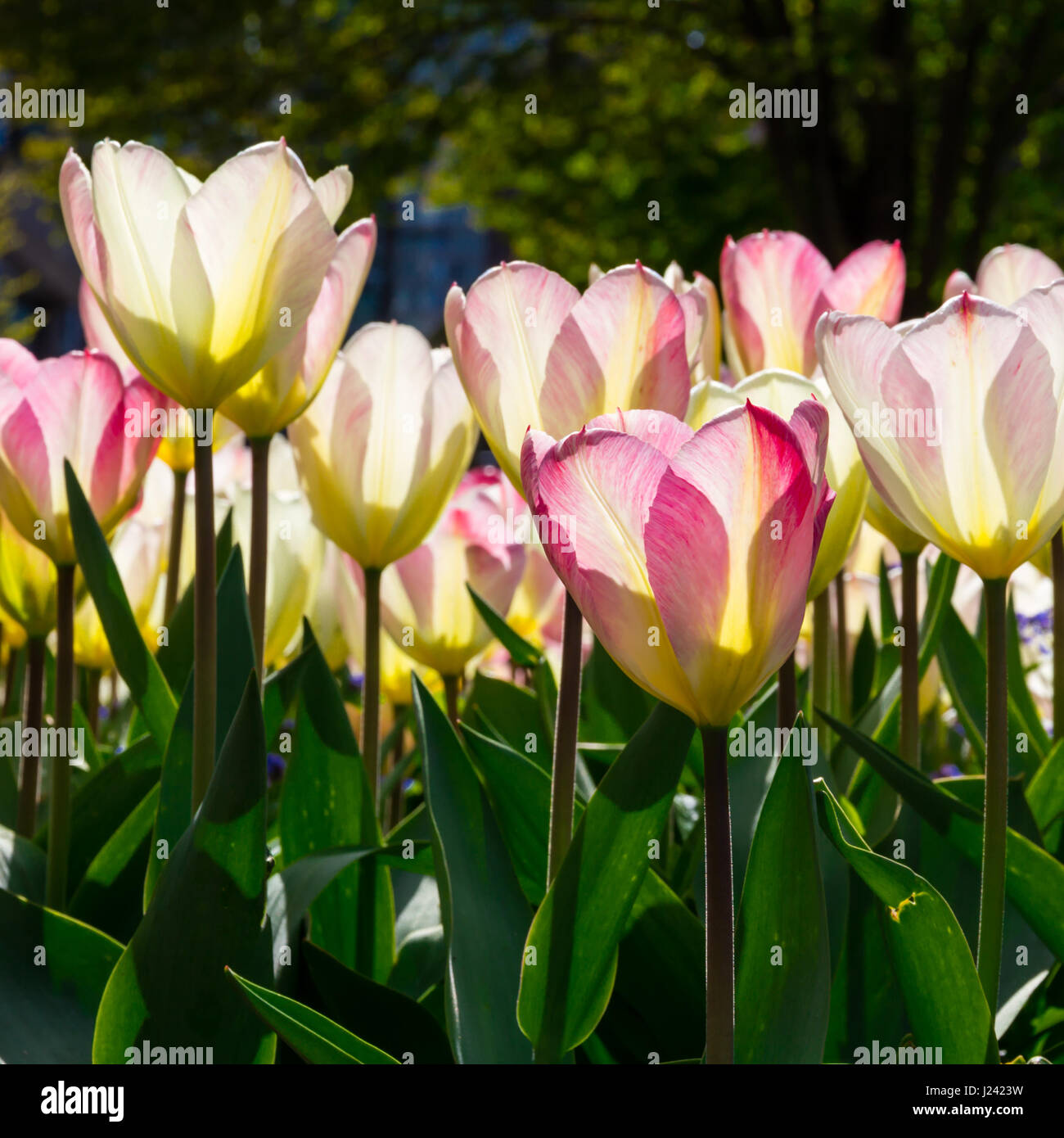 Back view from behind back view tourist hi-res stock photography and ...