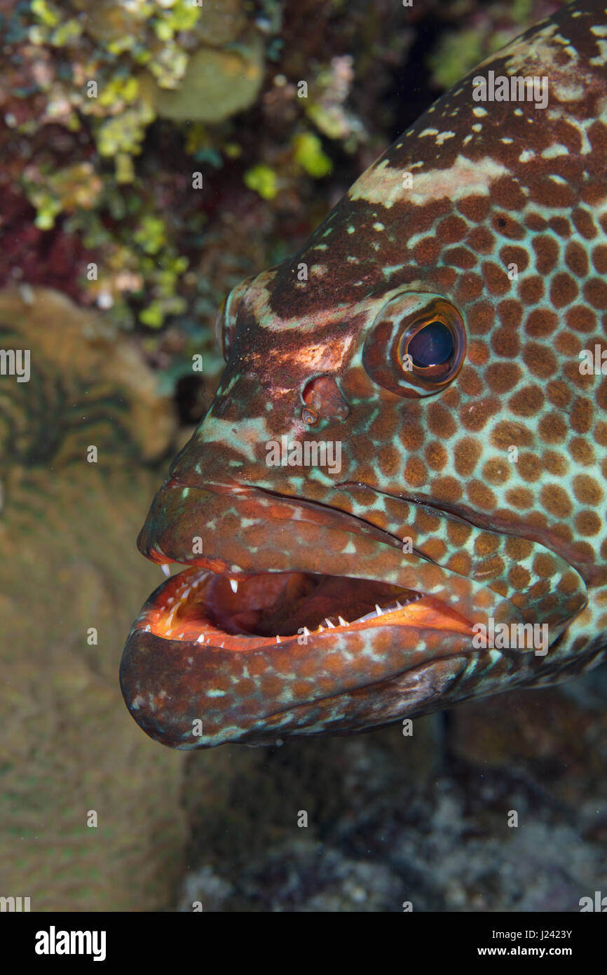 Tiger grouper hi-res stock photography and images - Alamy