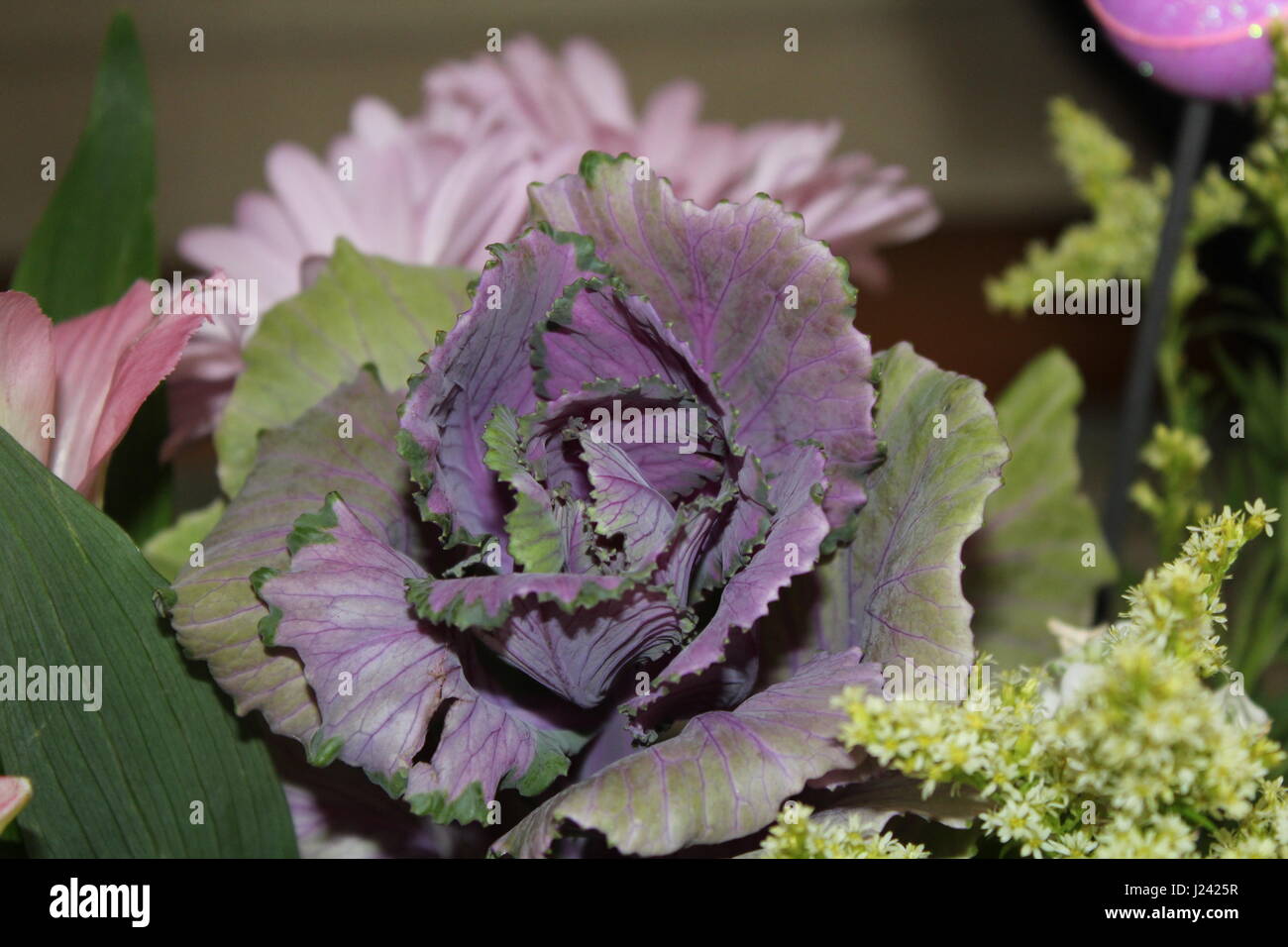 Close up of red flowering cabbage Stock Photo - Alamy