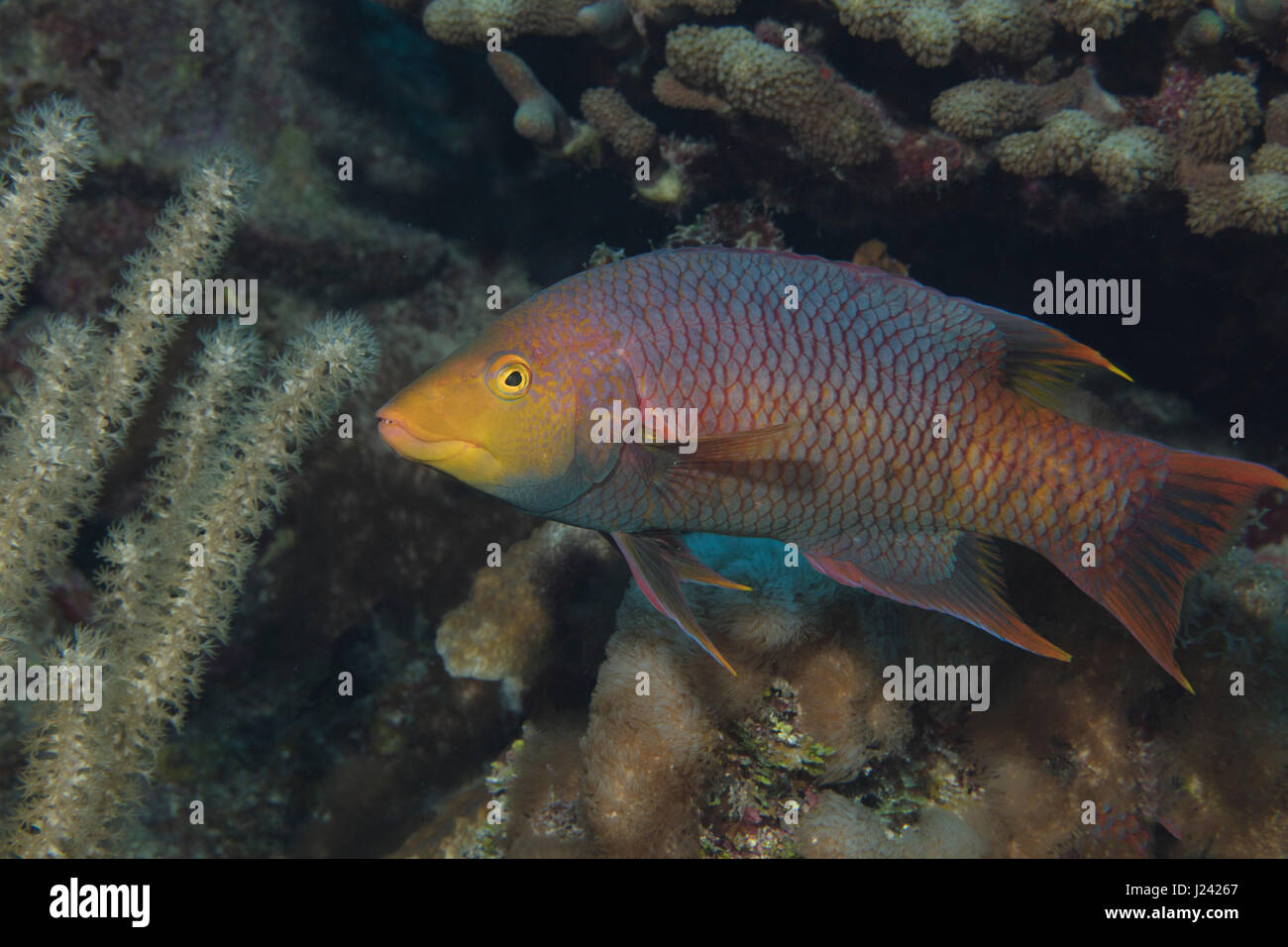Hogfish Side View