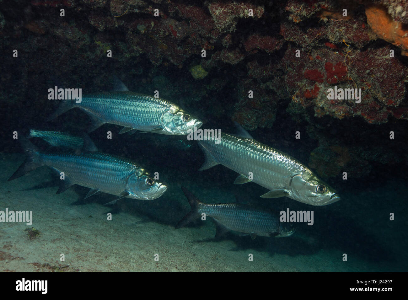 Cuba coral fish hi-res stock photography and images - Alamy