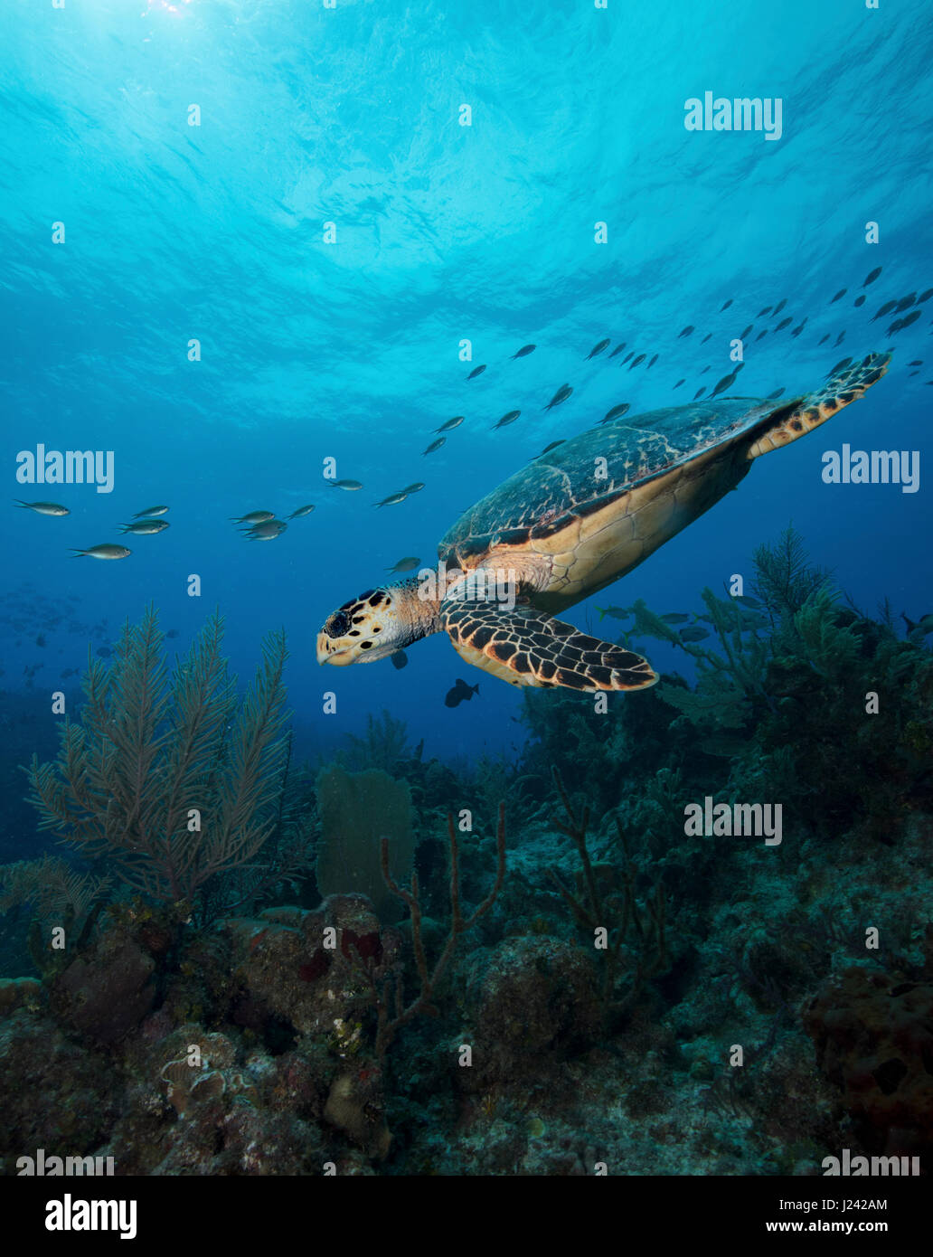 Hawksbill turtle swims across coral reef Stock Photo - Alamy
