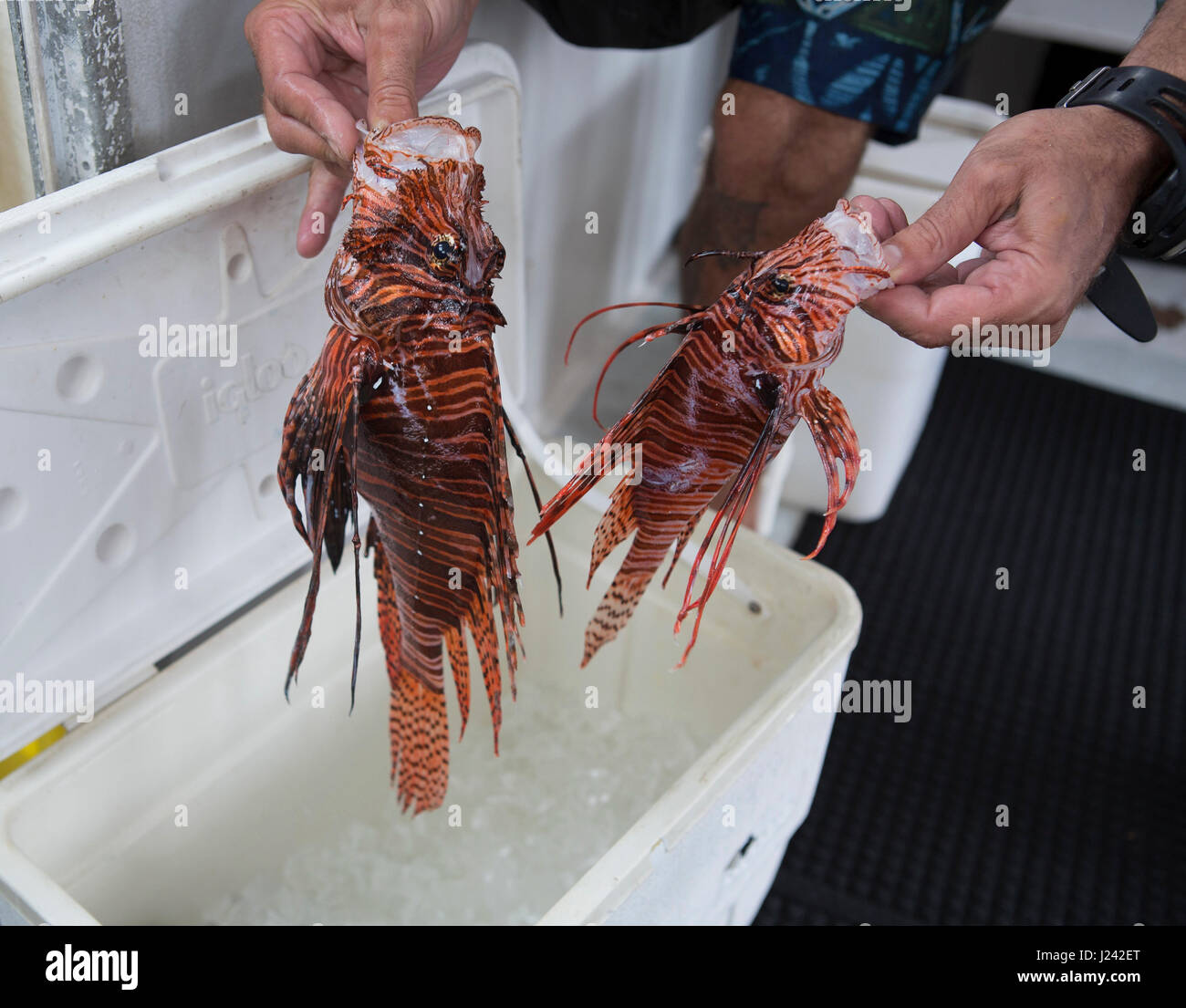Careful handling of venomous lionfish Stock Photo - Alamy
