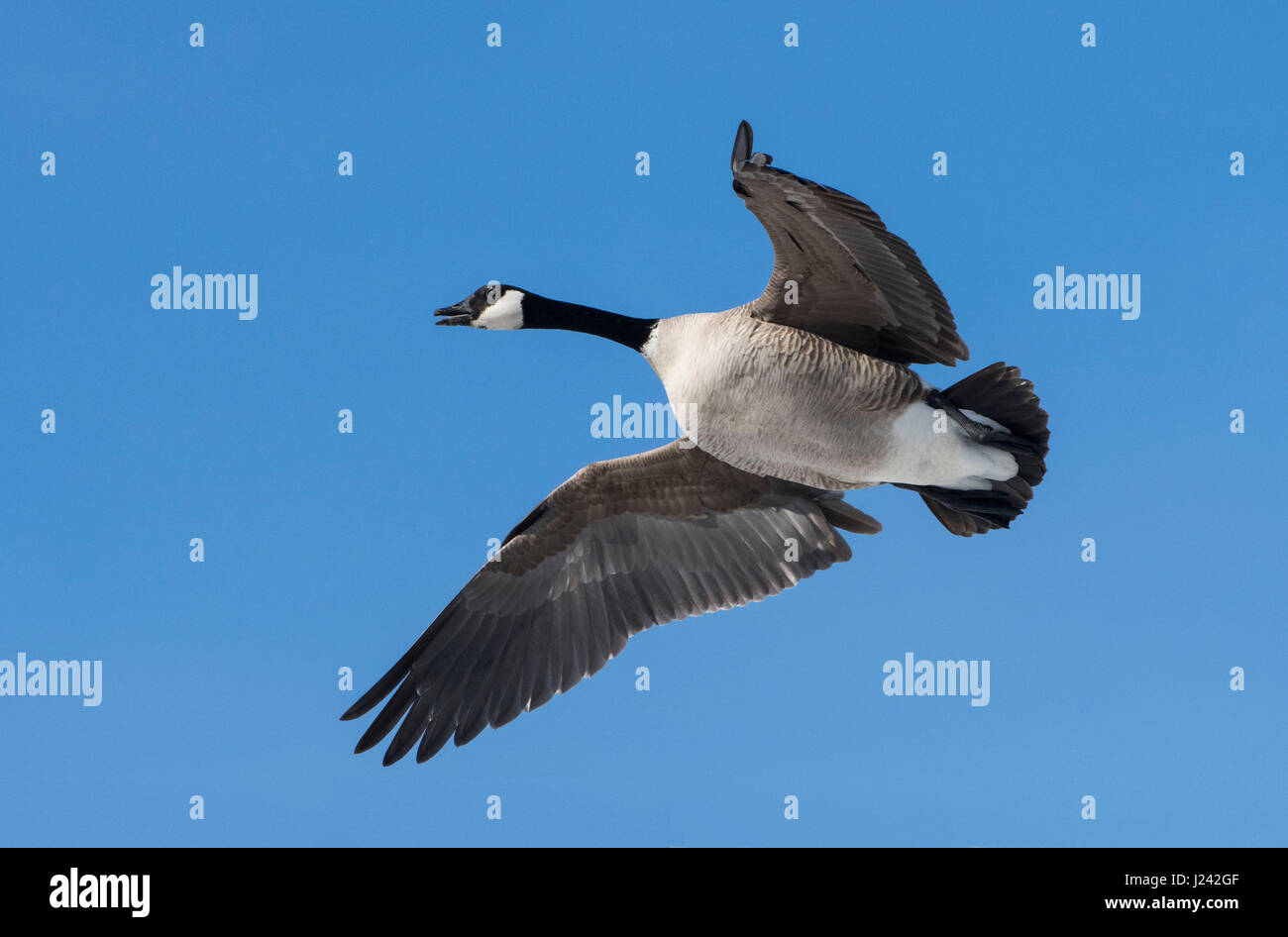 Alaska; Wildlife; Birds; Migration; Greater Canada Geese Stock Photo ...