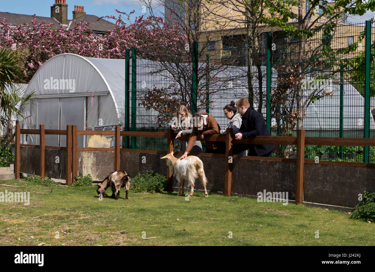 Families visiting the Spitalfields City Farm in east London,England,UK ...