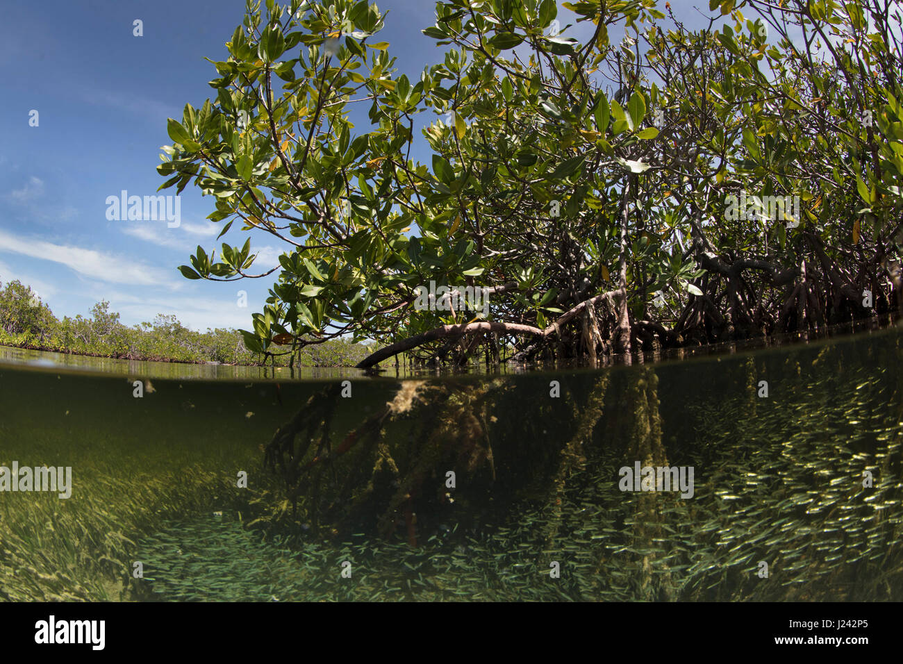 Red mangrove hi-res stock photography and images - Alamy