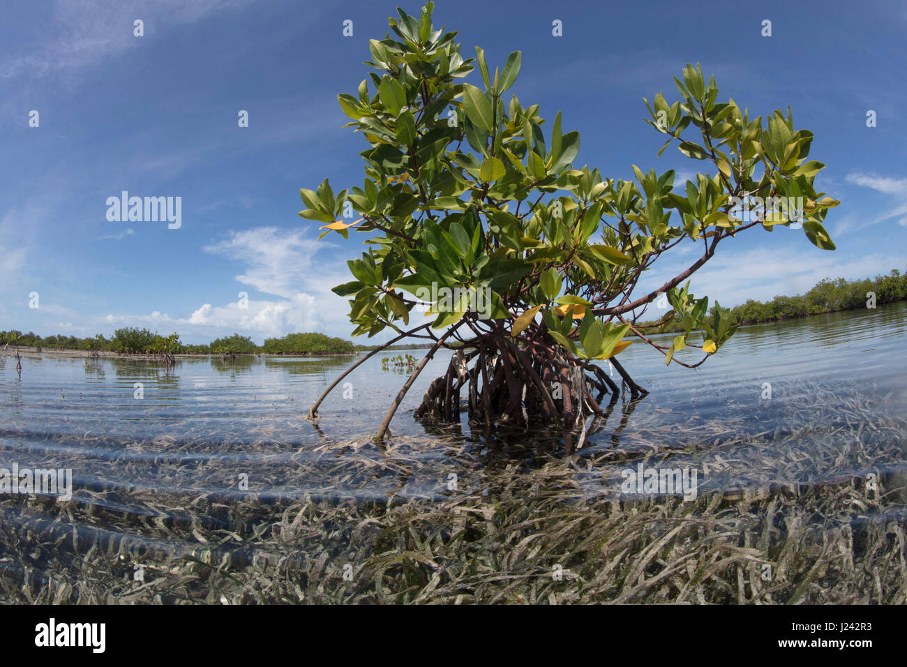 Tree roots red mangrove underwater hi-res stock photography and images ...