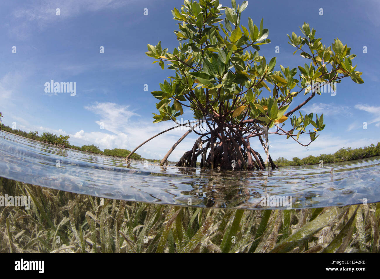 Mangrove roots underwater hi-res stock photography and images - Alamy