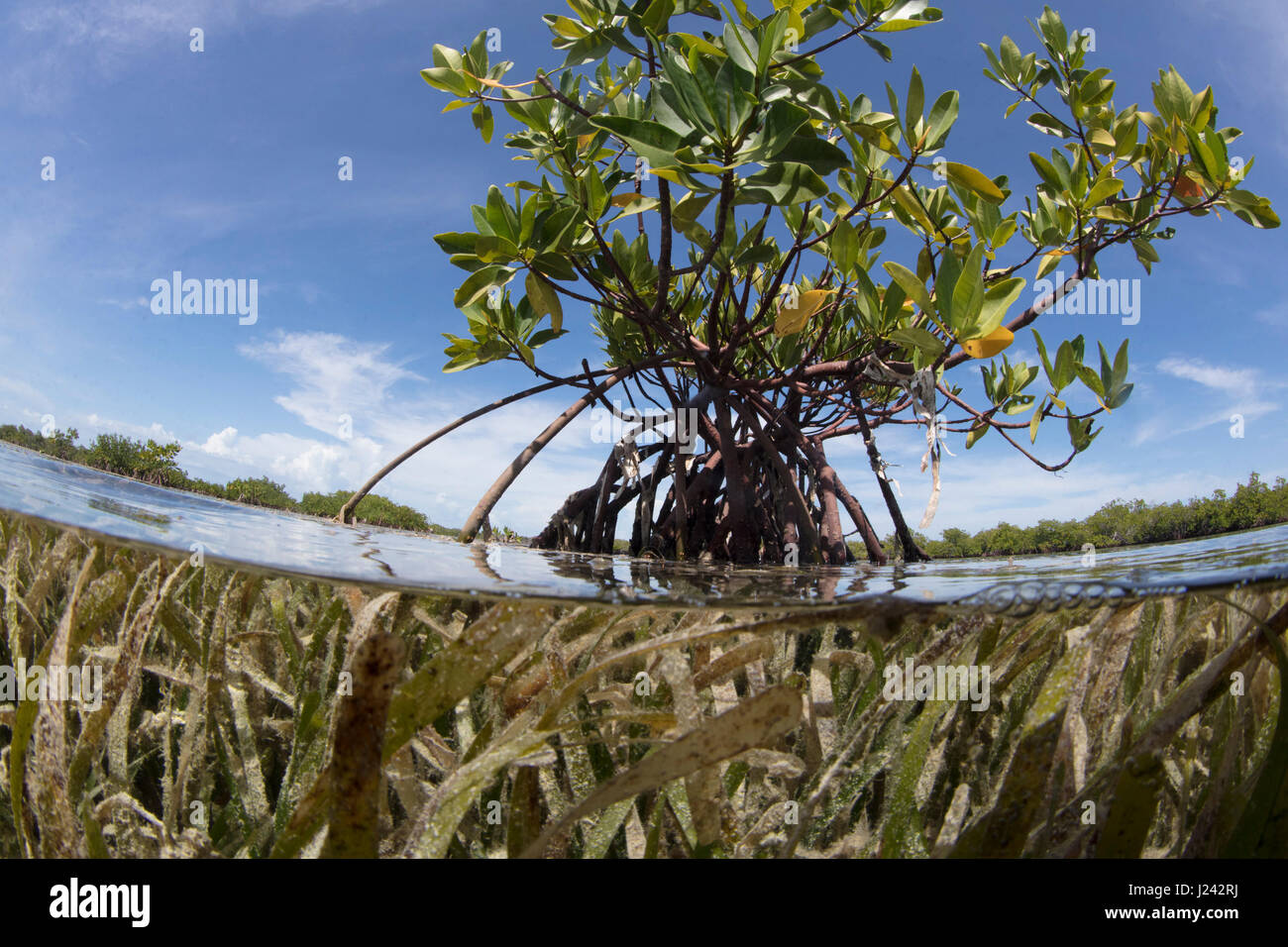 Red mangrove hi-res stock photography and images - Alamy