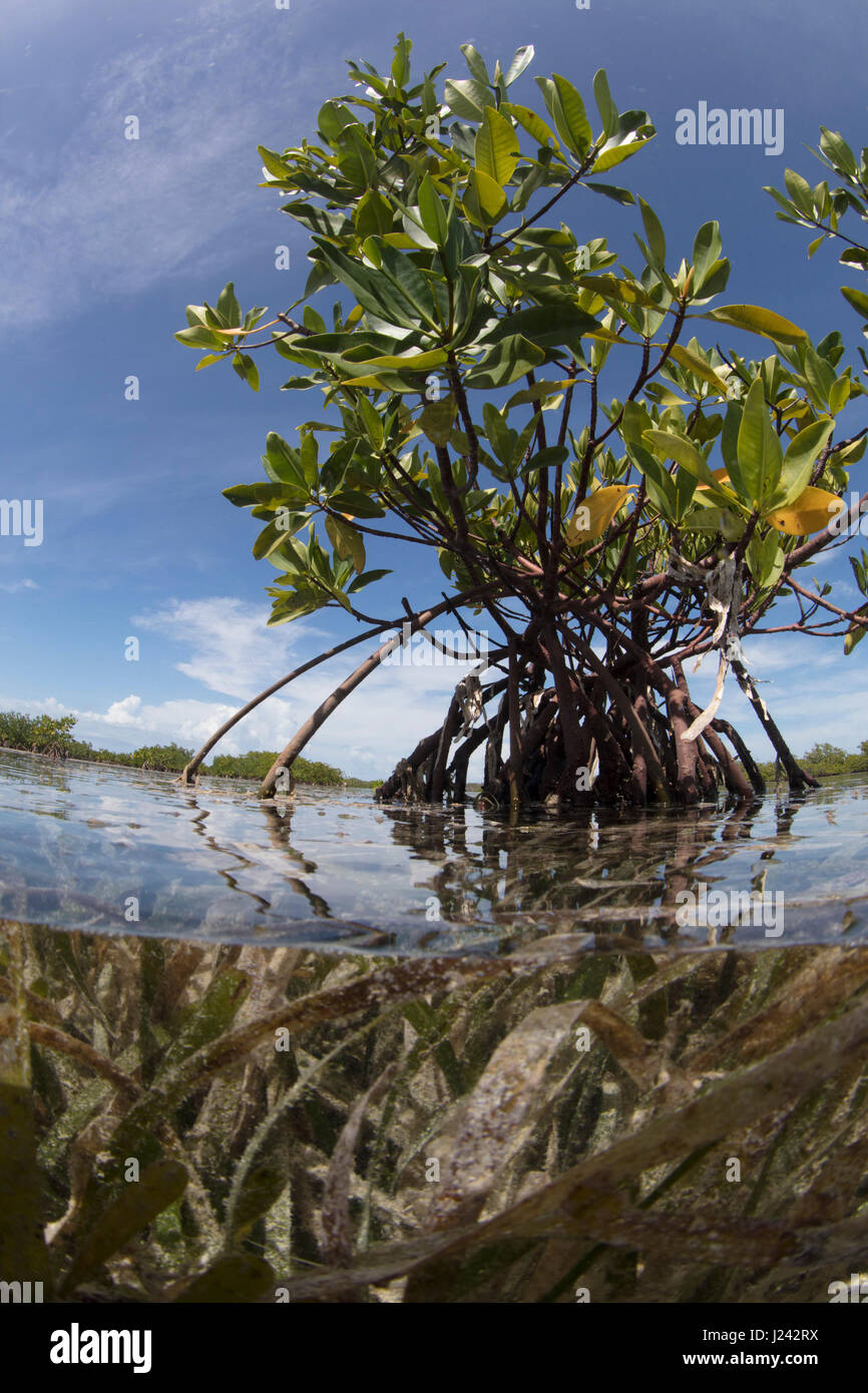 Tree roots red mangrove underwater hi-res stock photography and images ...