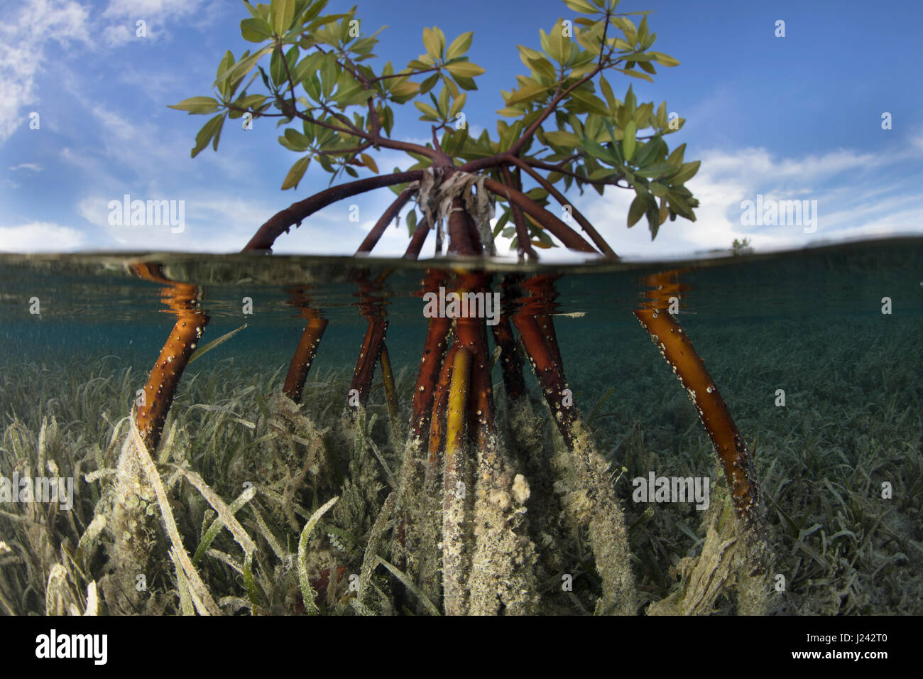 Over/under of Red mangrove tree Stock Photo - Alamy