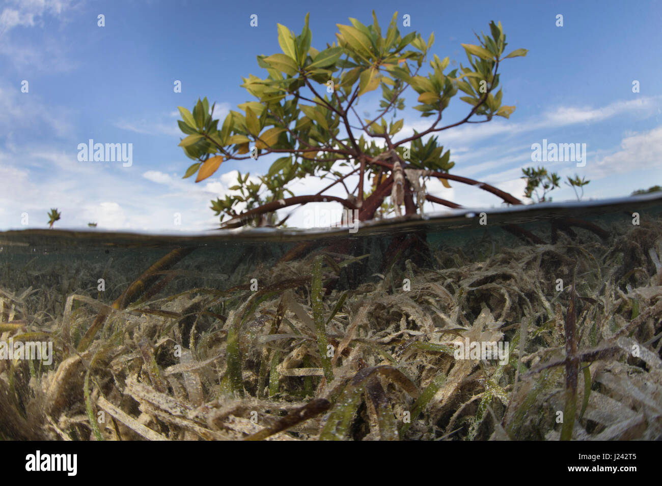 Tree roots red mangrove underwater hi-res stock photography and images ...