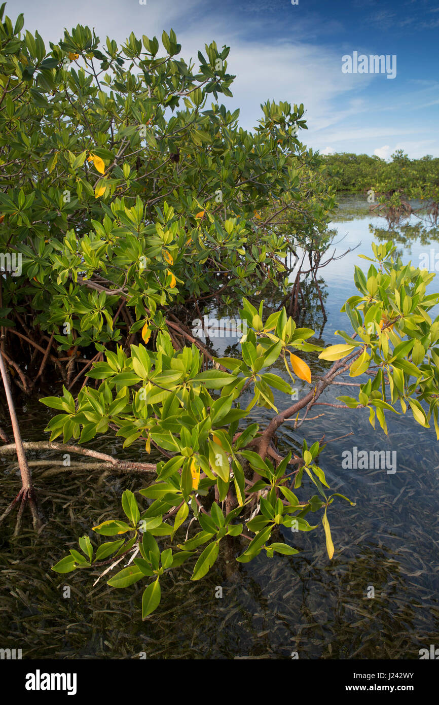 Scenic vista of Red mangrove trees near Cuban coastline Stock Photo - Alamy