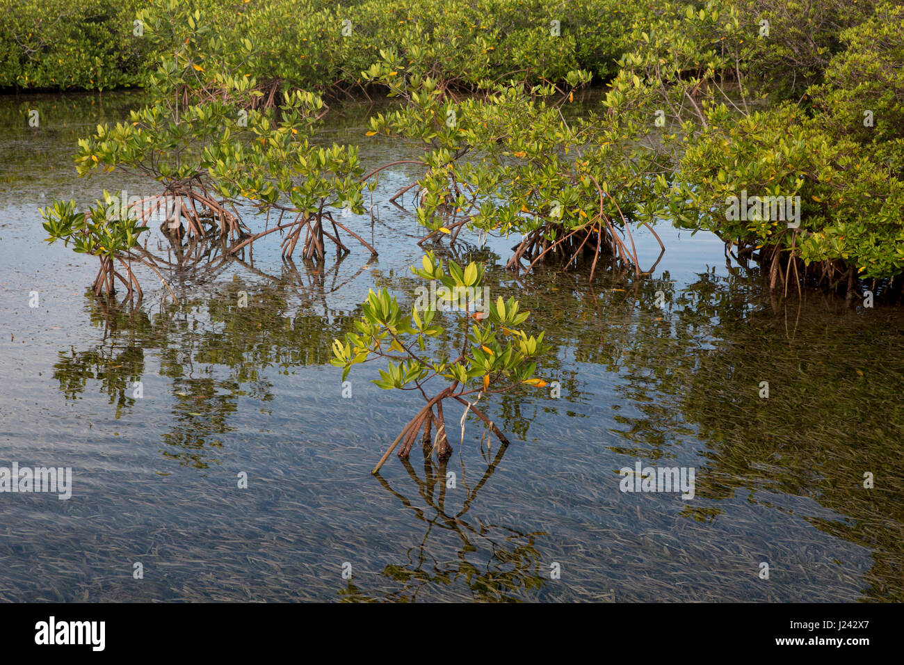 Scenic vista of Red mangrove trees near Cuban coastline Stock Photo - Alamy
